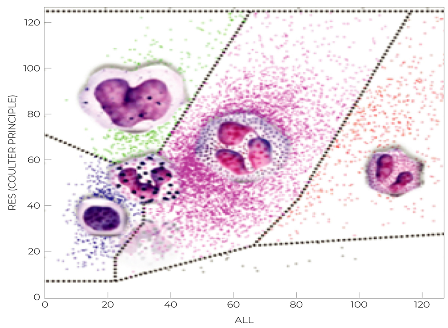 5-Part Differential Hematology Analyzer Buyer's Guide - BIOBASE